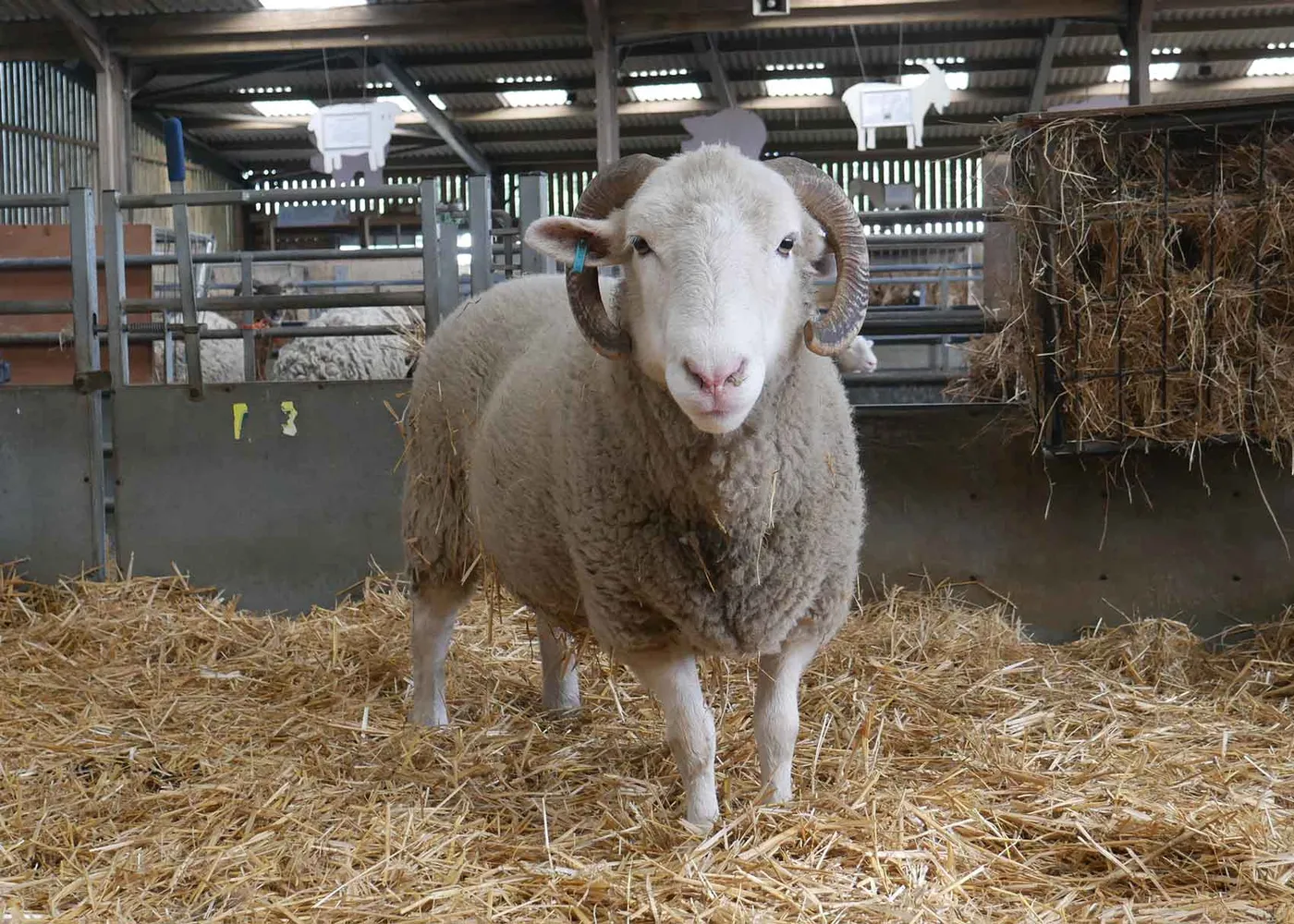 Cows – Odds Farm Park